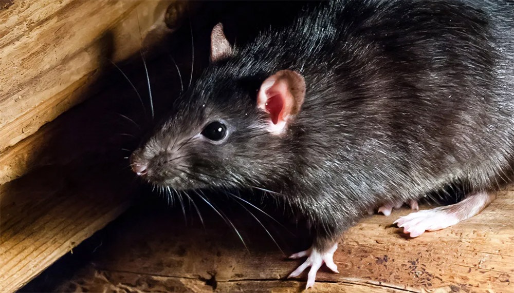 Rat Invasion: How to Spot and Block Their Entry Points | Simple Home It