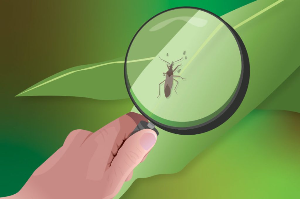 What Are Some Integrated Pest Management Strategies for Mosquito ...